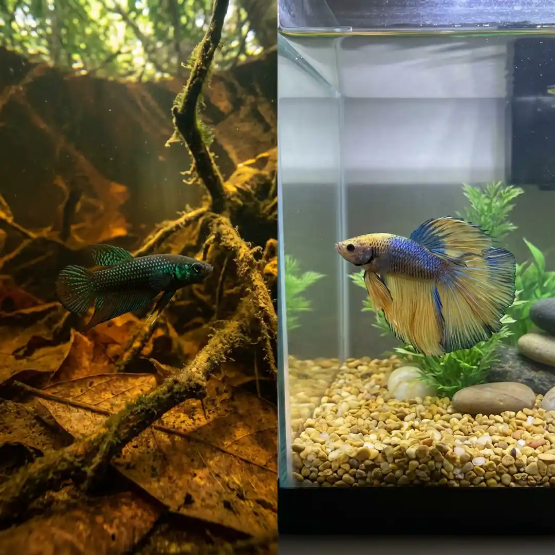 Wild Betta vs Fancy Betta — The Real Difference | AF Plakad Thai