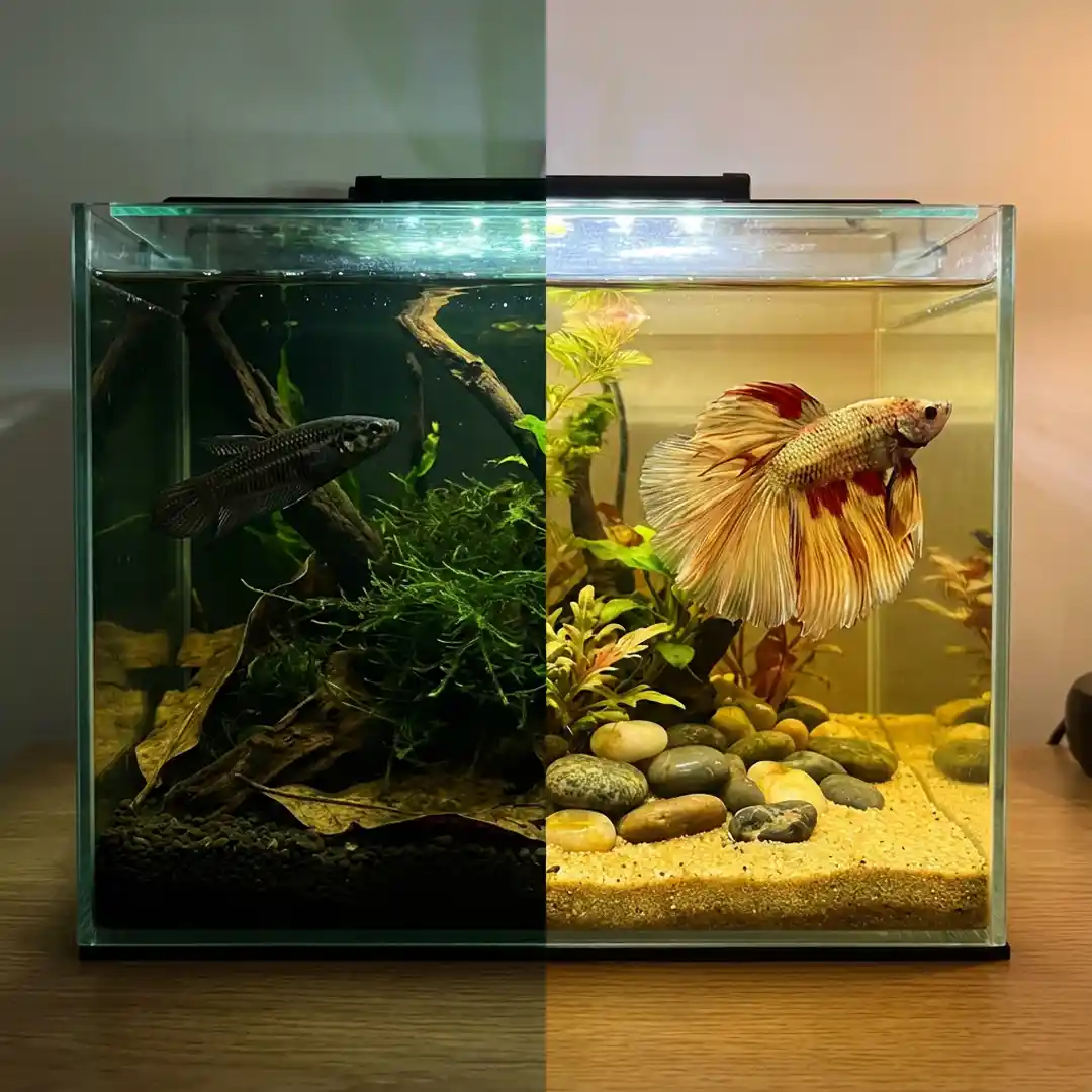 Wild Betta vs Fancy Betta — The Real Difference | AF Plakad Thai