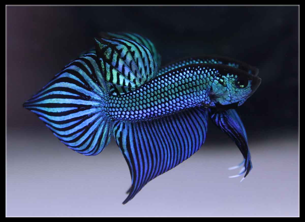 Mahachai Betta – The Pride of Thailand | AF Plakad Thai